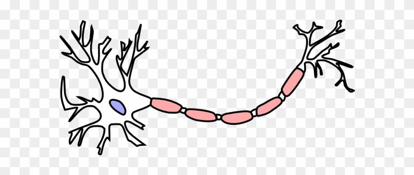 Anatomy Of A Neuron - Full Size PNG Clipart Images Download