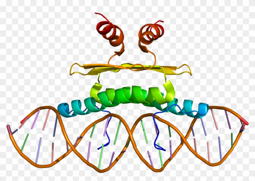 Mef2c Structure - Free Transparent PNG Clipart Images Download