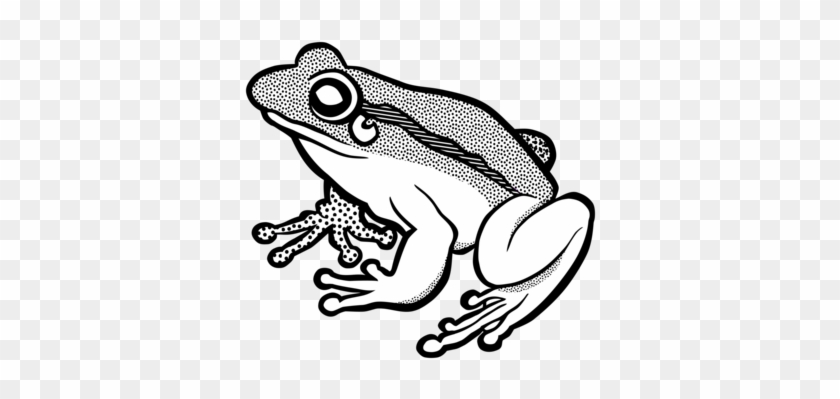 The Tree Frog Amphibian - Frog Drawing Black And White - Full Size PNG ...