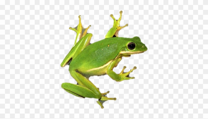 Spring Frog Clipart - Agalychnis - Free Transparent PNG Clipart Images ...