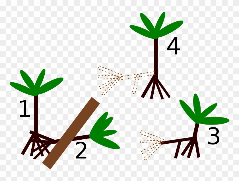 Socratea Exorrhiza Diagram - Walking Trees Time Lapse - Full Size PNG ...