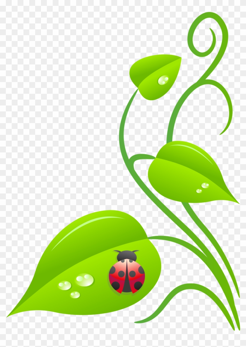 Ladybug Vine - Botanical Gardens Clip Art - Full Size PNG Clipart ...