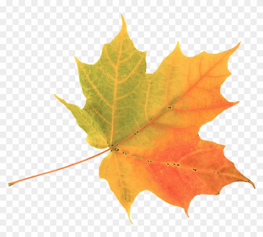 Autumn Leaf Color Maple Leaf Clip Art - Autumn Leaf Color Maple Leaf ...