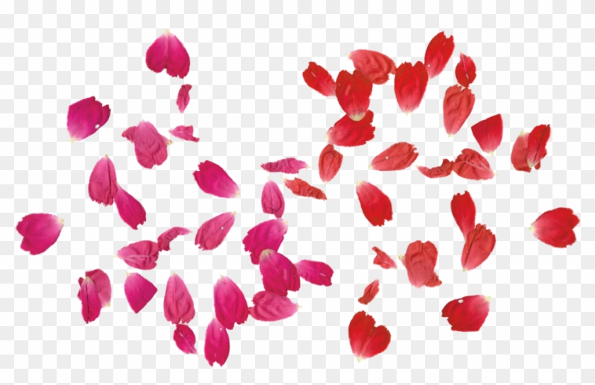 Falling Rose Leaves Png Transparent Free By Theartist100 - Rose Leaves ...