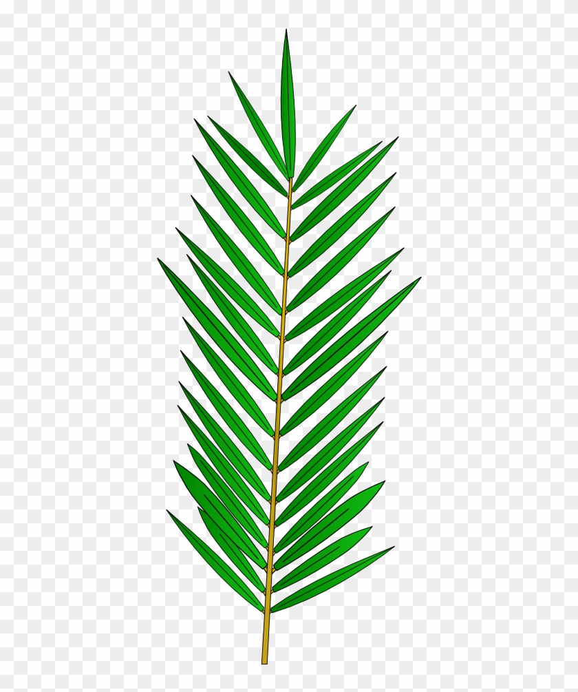 Palm Tree Leaf Template - Palm Tree Leaf Template - Free Transparent PNG Clipart Images Download