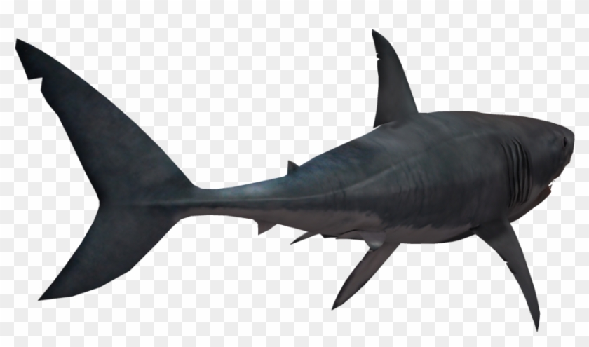 Shark Png Transparent Image - Shark Png Transparent - Full Size PNG ...