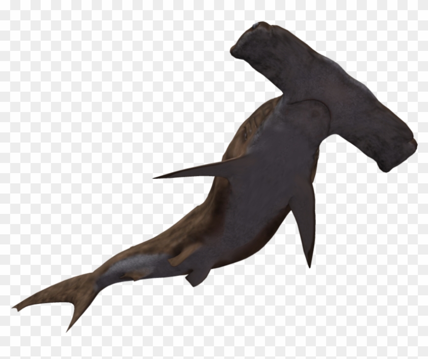 Shark Transparent Background - Hammerhead Shark Transparent Background ...