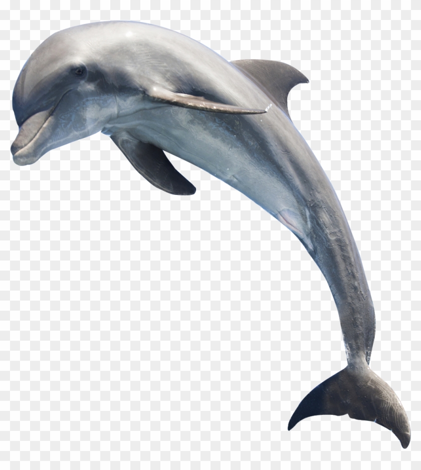 Dolphin Hq Png Image - Dolphins With Transparent Background - Full Size ...
