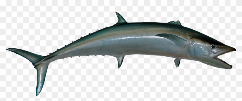 Clip Art Of King Fish - Yellowtail Amberjack - Full Size PNG Clipart ...