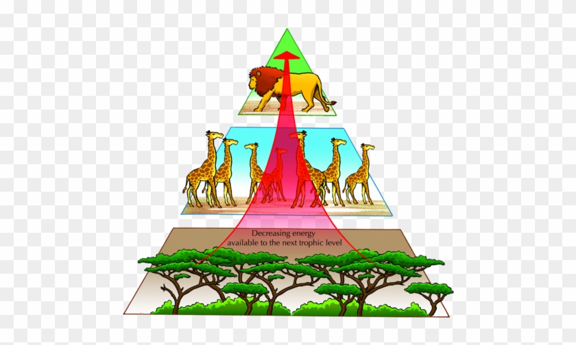 Studying Energy Pyramids - Pyramid Of Nature Balance - Full Size PNG ...
