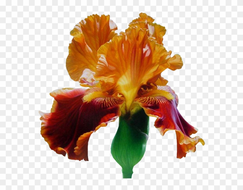 Iris - Art - Free Transparent PNG Clipart Images Download