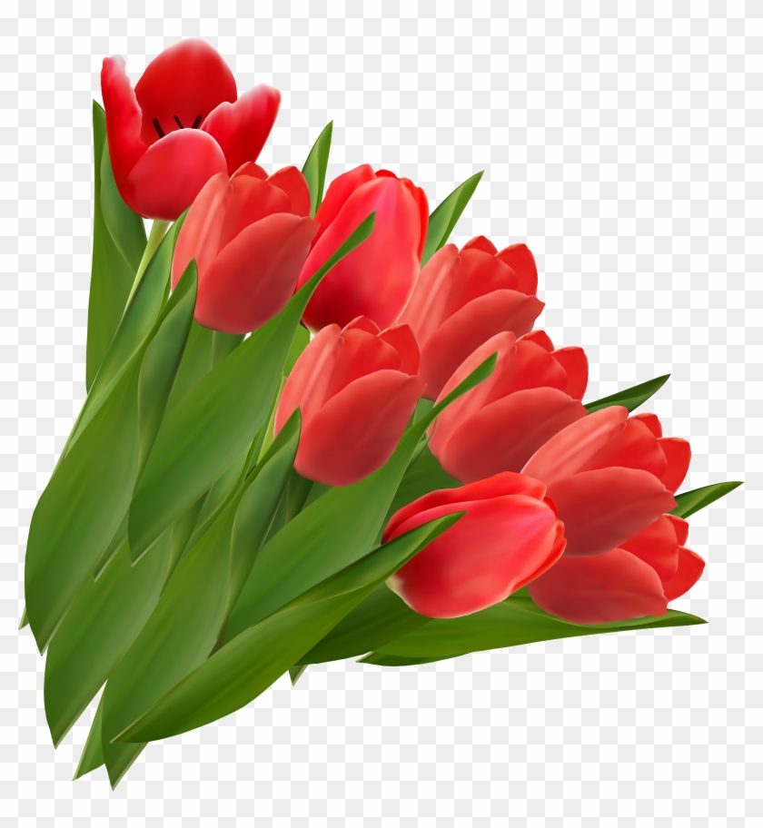 Tulip Flower Clip Art - Red Tulips Transparent Background - Full Size ...