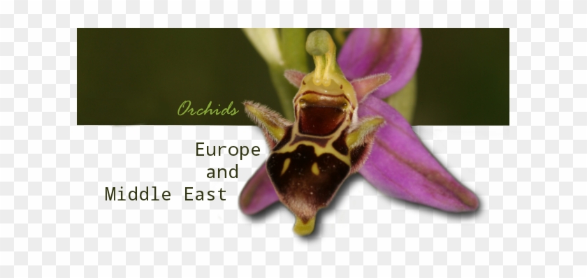 Blogosphere - Free Transparent PNG Clipart Images Download