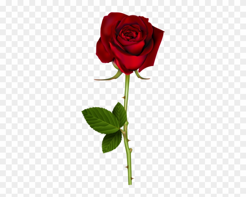 Red Rose Png Transparent Image - Rose Transparent - Free Transparent ...