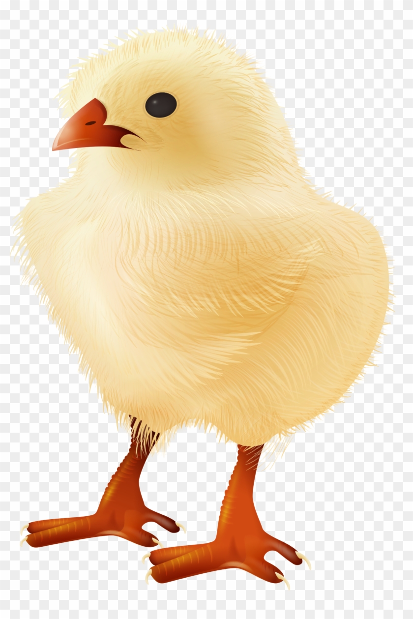 Yellow-hair Chicken Bird Clip Art - Chicken - Full Size PNG Clipart ...