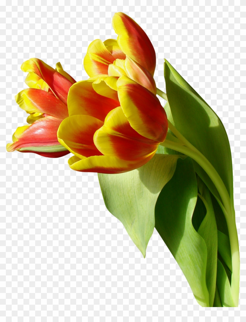 Tulip Transparent - Free Transparent PNG Clipart Images Download