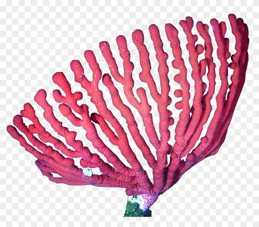 Corales Png - Free Transparent PNG Clipart Images Download