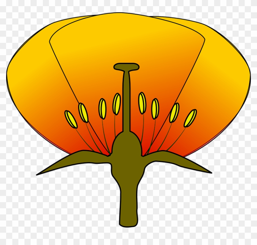 Flower Diagram Unlabeled - Full Size PNG Clipart Images Download