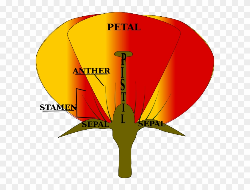 Parts Of A Flower Png - Full Size PNG Clipart Images Download