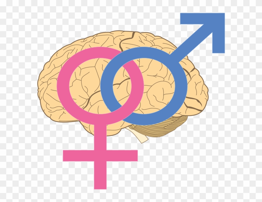 Lobes Of The Brain - Full Size PNG Clipart Images Download