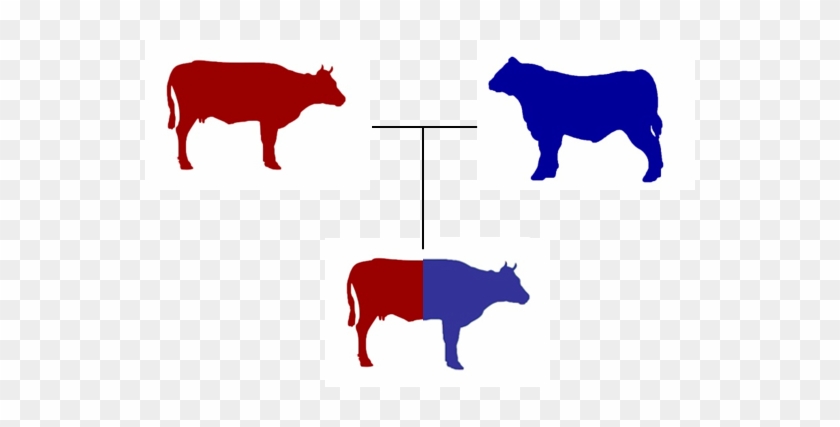 Image Showing A Two Breed Terminal Cross - Cross Breeding Cows - Full ...