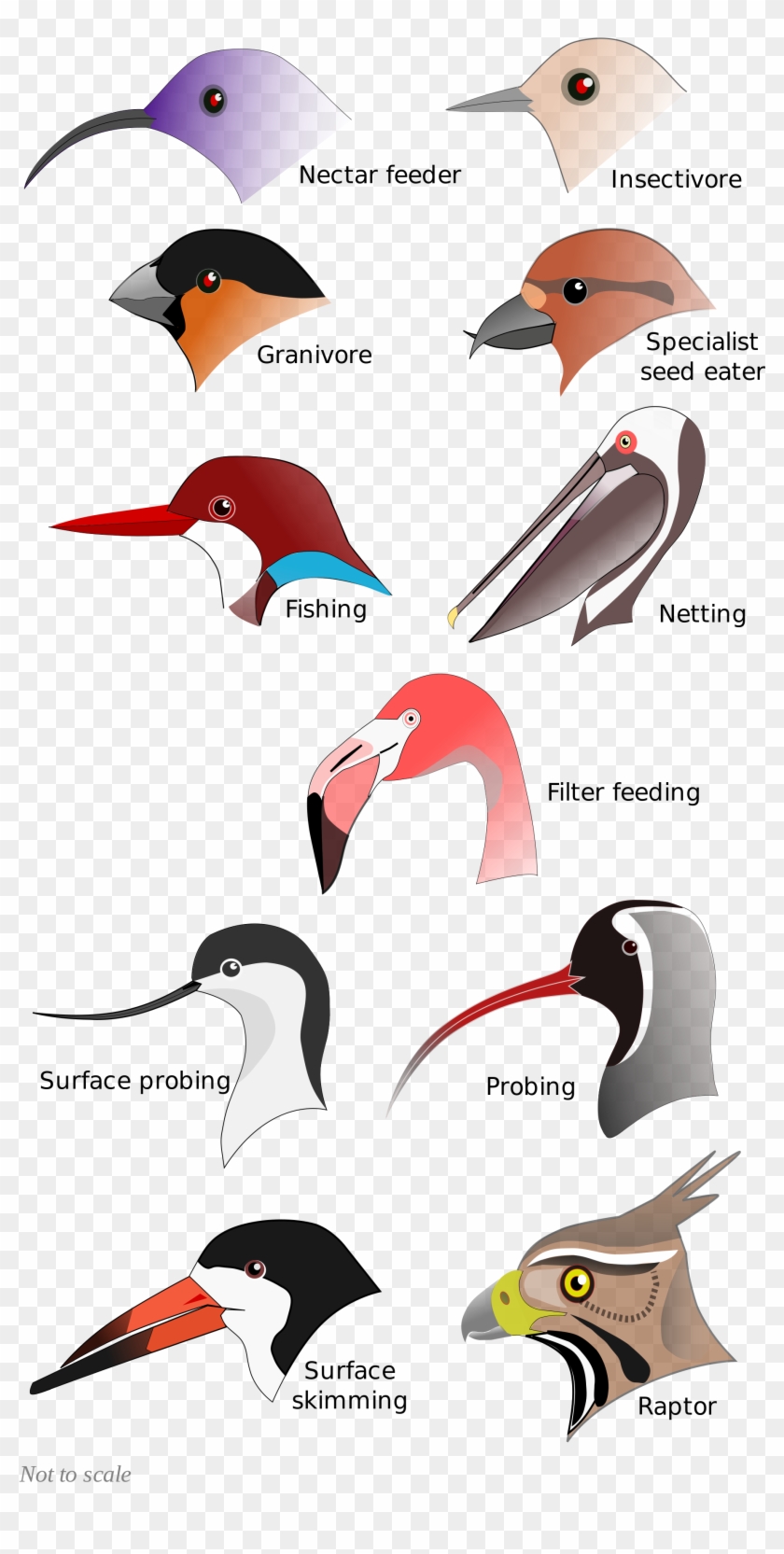Open - Types Of Bird Beaks - Full Size PNG Clipart Images Download
