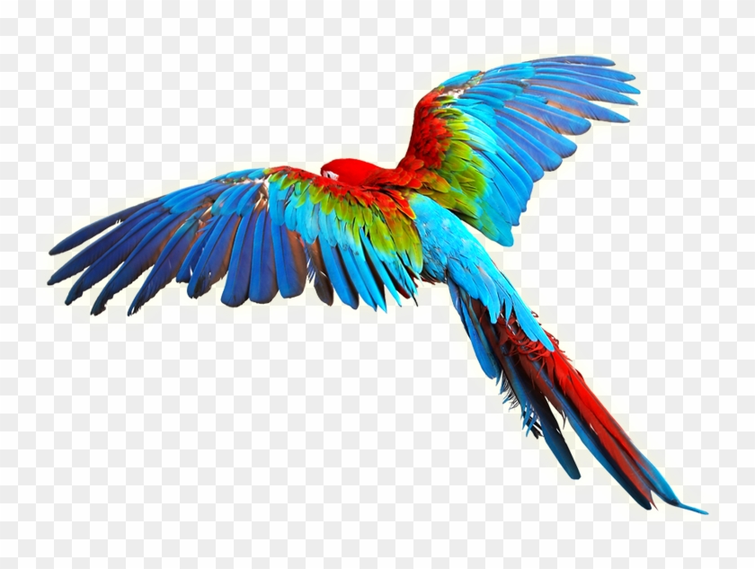 Parrot Transparent Background - Full Size PNG Clipart Images Download