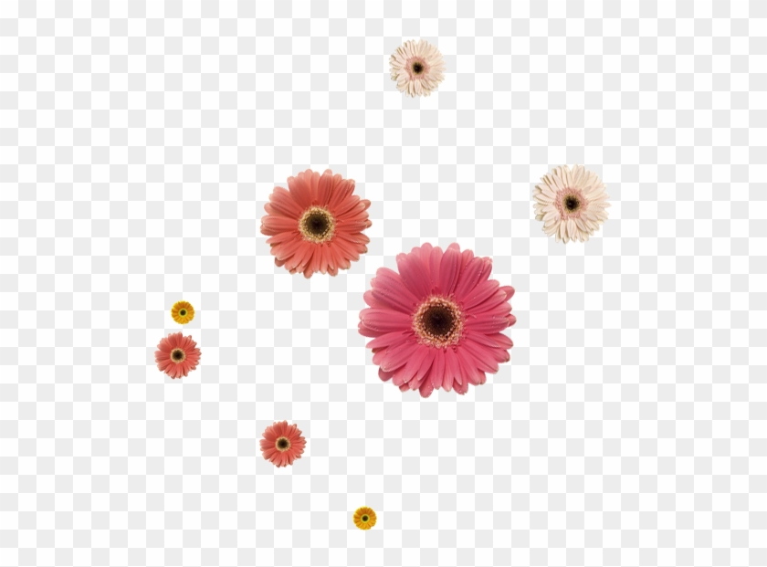 Pink Common Sunflower - Pink Common Sunflower - Free Transparent PNG ...