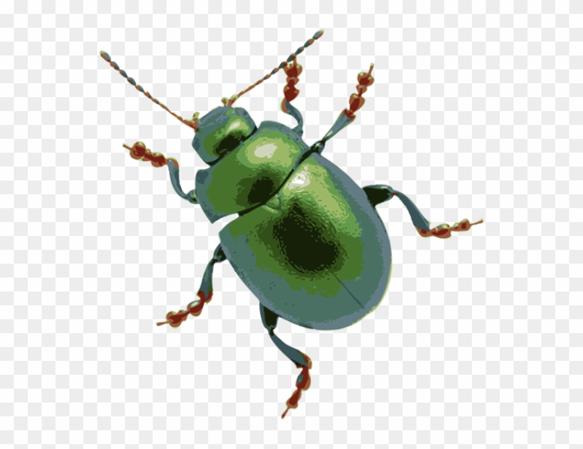 Bug Clipart Transparent Background - Full Size PNG Clipart Images Download