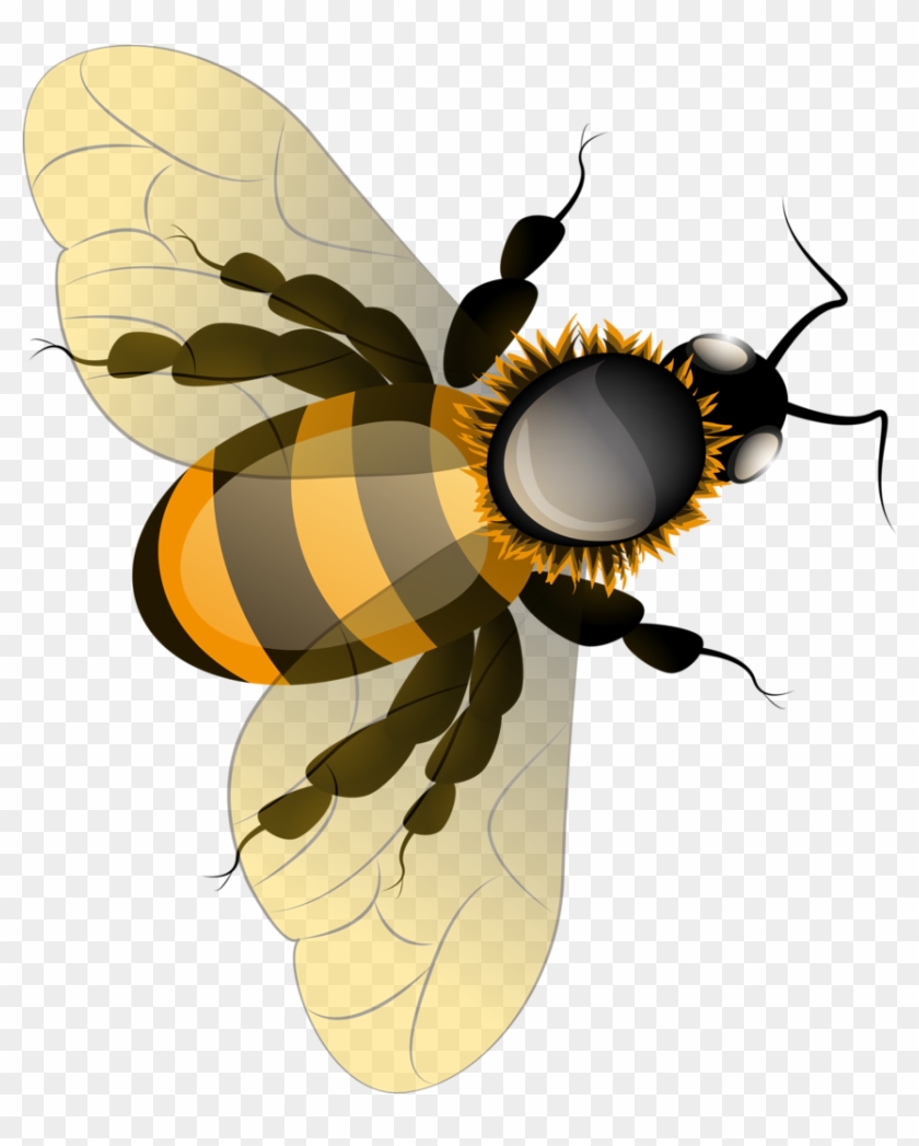 Bee Clipart - Bee - Full Size PNG Clipart Images Download
