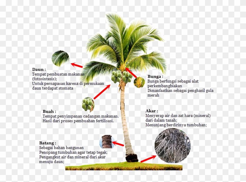 Viany Lingga Revi - Viany Lingga Revi - Free Transparent PNG Clipart ...