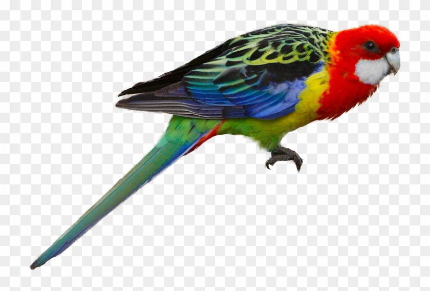 Eastern Rosella - Eastern Rosella Clip Art - Full Size PNG Clipart ...