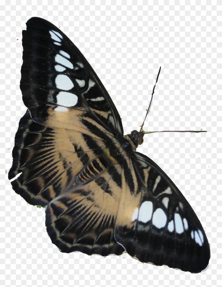 Image7 - - Real Butterfly Wings Parthenos Sylvia Lilacinus Forewing ...