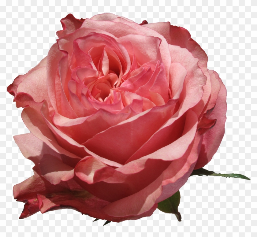 Art Rose - Art - Free Transparent PNG Clipart Images Download