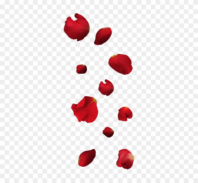 Free Falling Petals Png - Rose - Full Size PNG Clipart Images Download