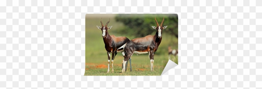 Bontebok - Free Transparent PNG Clipart Images Download