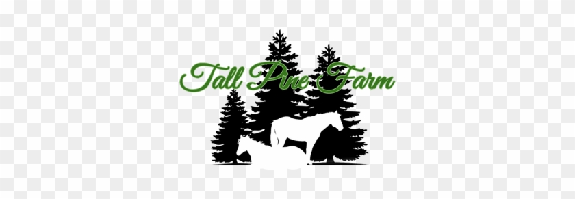 Pine Trees Wall Decal Forest Landscape Nature Vinyl - Free Transparent ...