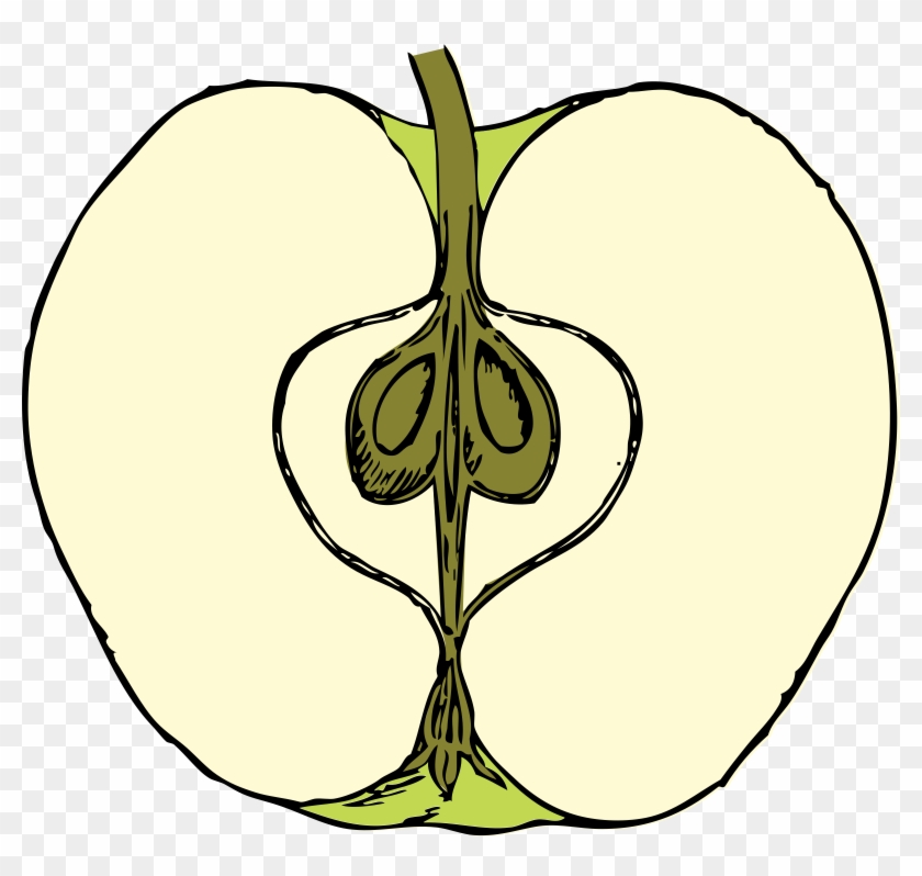 Apple In Cross Section - Apple In Cross Section - Full Size PNG Clipart ...