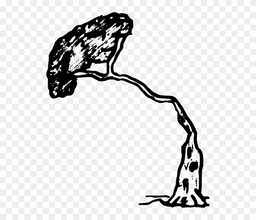 Tree Pine, Wood, Nature, Plant, Tree - Tree Falling In Black And White ...