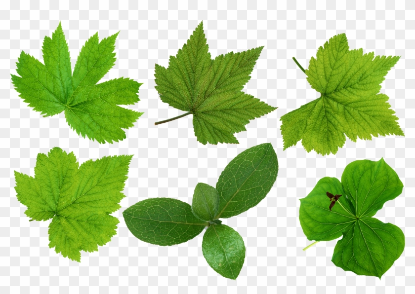 Листья Винограда Пнг - Free Transparent PNG Clipart Images Download