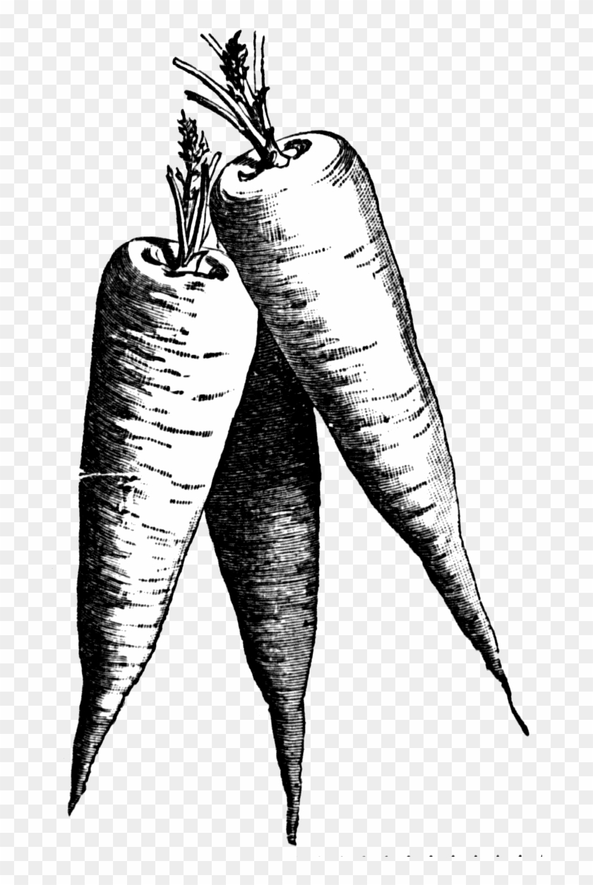 Carrots Clipart Black And White Carrots Clipart Black And White