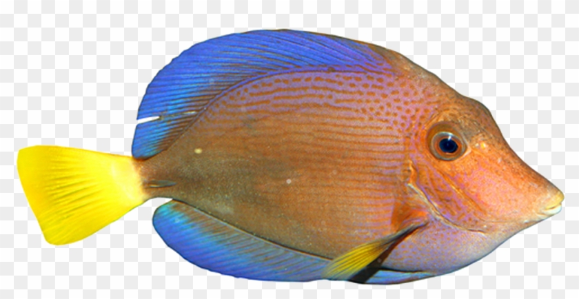 Tropical Fish - Swimming - Tropical Fish - Swimming - Free Transparent ...