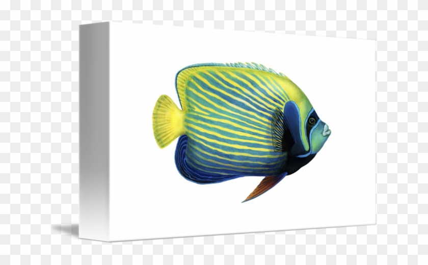 Supplier Generic Illustration Of An Emperor Angelfish - Free ...