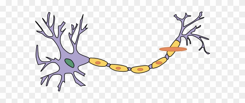 Nerve Clipart - Full Size PNG Clipart Images Download