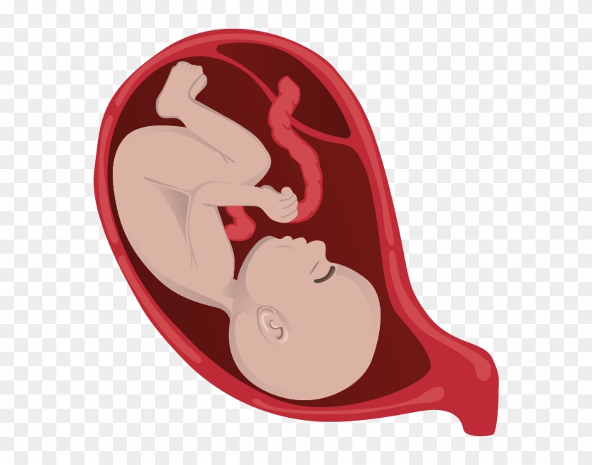 As A Foetus Grows In The Uterus, There Is Potential - Cartoon - Full ...