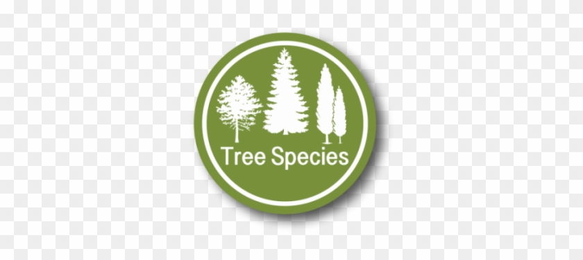 Tree - Free Transparent PNG Clipart Images Download