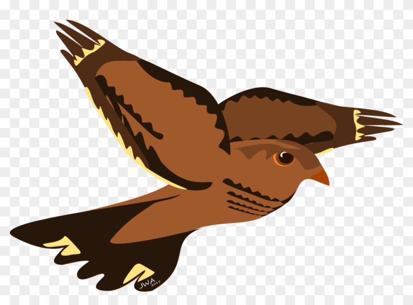 Nightjars - Free Transparent PNG Clipart Images Download