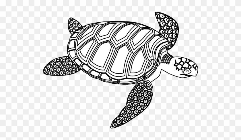Sea Turtle Clipart Black And - Turtle Black And White - Full Size PNG ...
