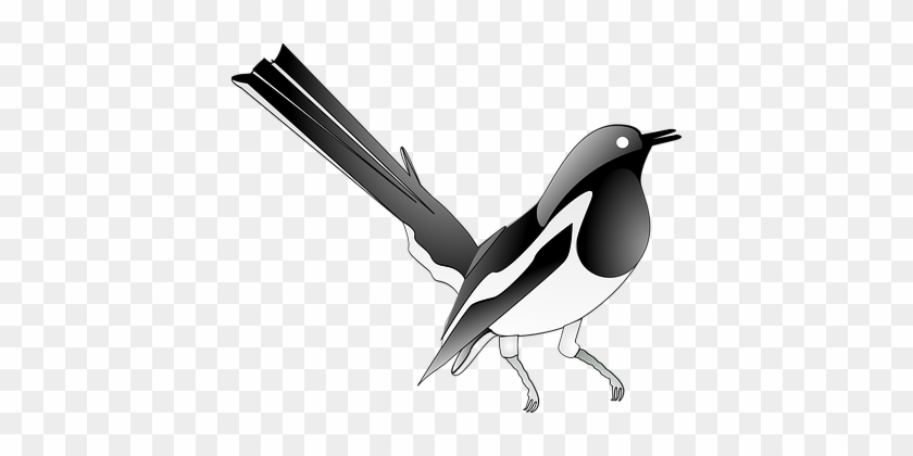 Magpie Songbird Bird Song Melody Singing B - Coloring Pages Magpie ...