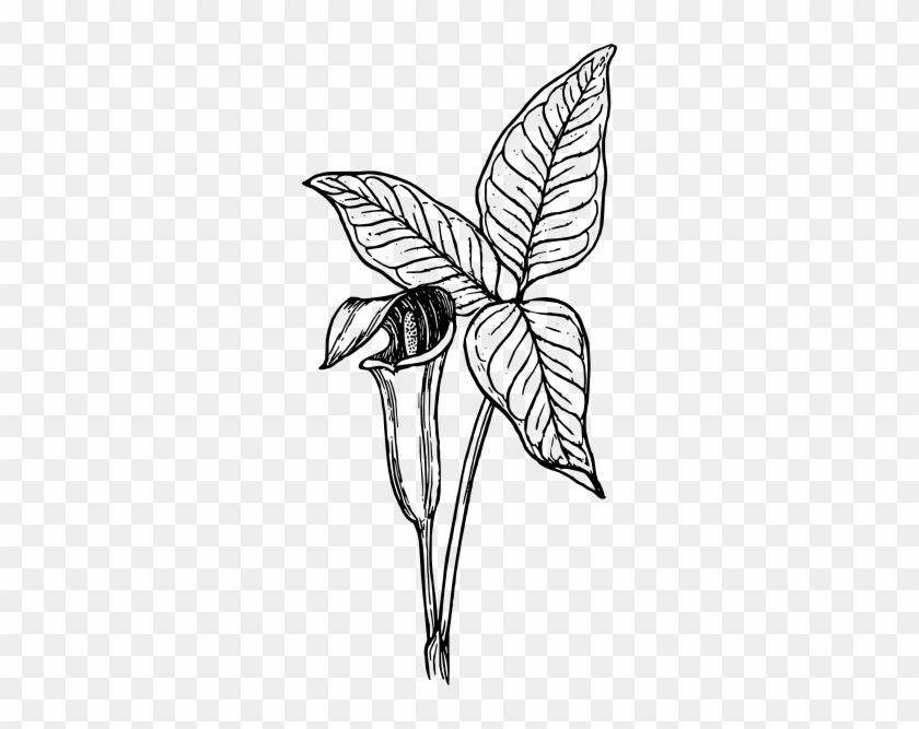 Free Vector Arum Clip Art - Piirretty Kasvi - Free Transparent PNG ...
